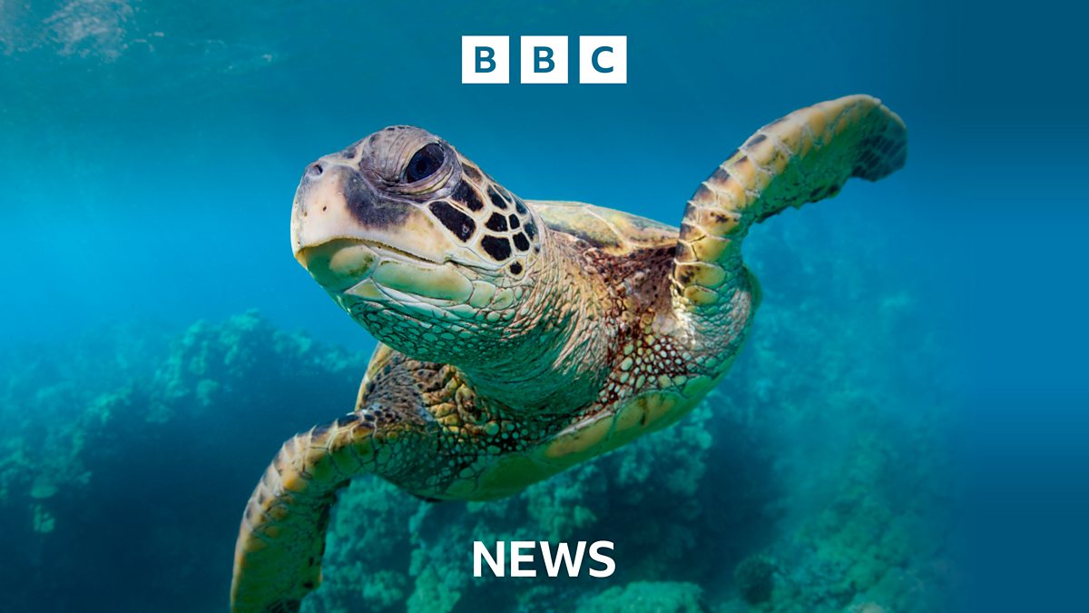 BBC World Service - Newshour, Why is cancer so rare in turtles?