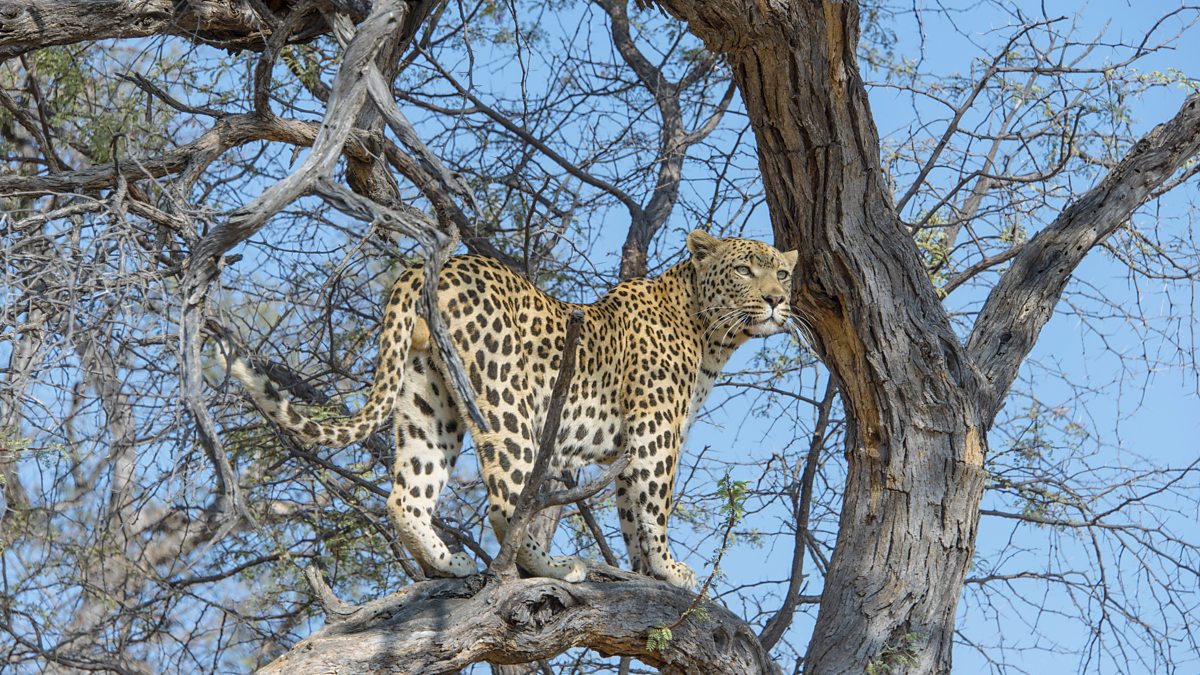 BBC World Service - Discovery, Tooth and Claw: Leopards