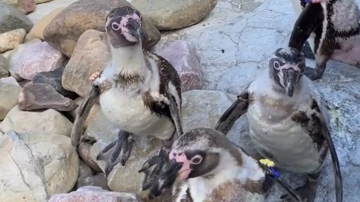 BBC Hereford & Worcester - Elliott Webb, A Day in the Life of a Zoo Keeper
