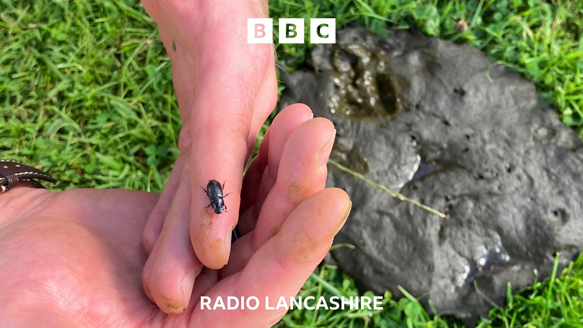 BBC Local Radio - Farmwatch, Lancashire, Digging in dung