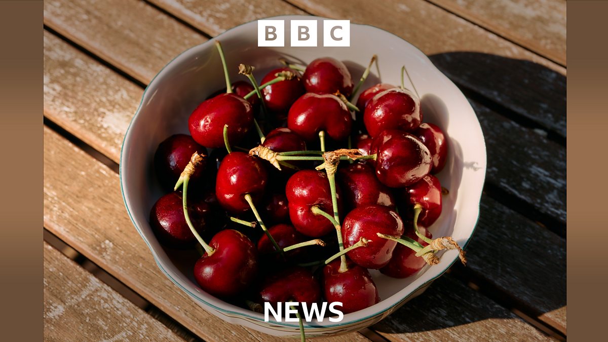 BBC Radio 4 - PM, How to make the most of the British cherry