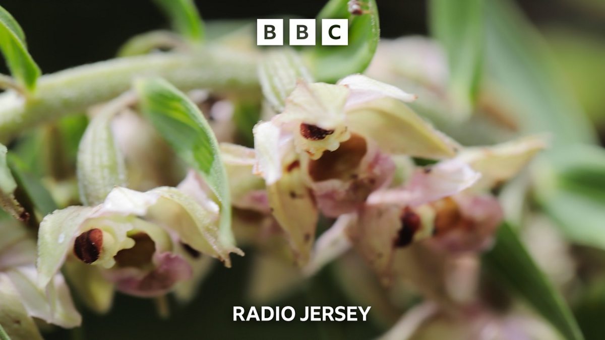 BBC Radio Jersey - BBC Radio Jersey, Unseen in Jersey before, a new ...