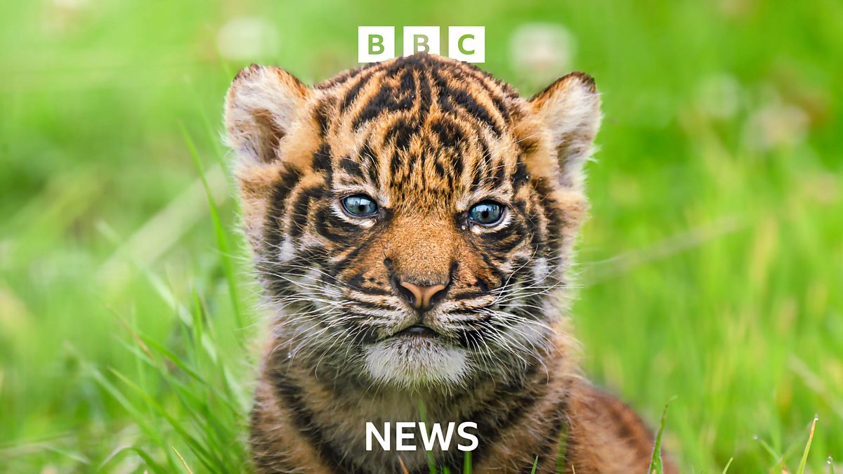 BBC Radio Wales - BBC Radio Wales, Largest UK litter of Sumatran tigers ...