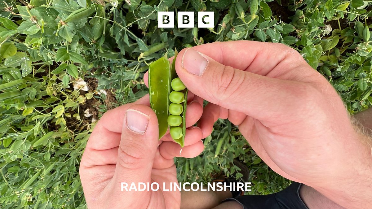 BBC Radio Lincolnshire - BBC Radio Lincolnshire, South Ormsby Estate ...