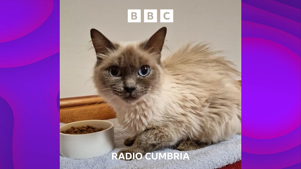 BBC Radio Cumbria - BBC RADIO CUMBRIA, Whitehaven Ragdoll stray cat enigma