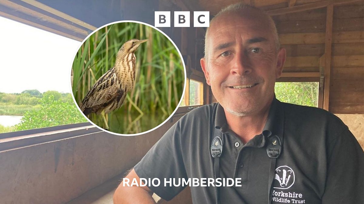 BBC Radio Humberside - BBC Radio Humberside, Bitterns breed at Hull ...