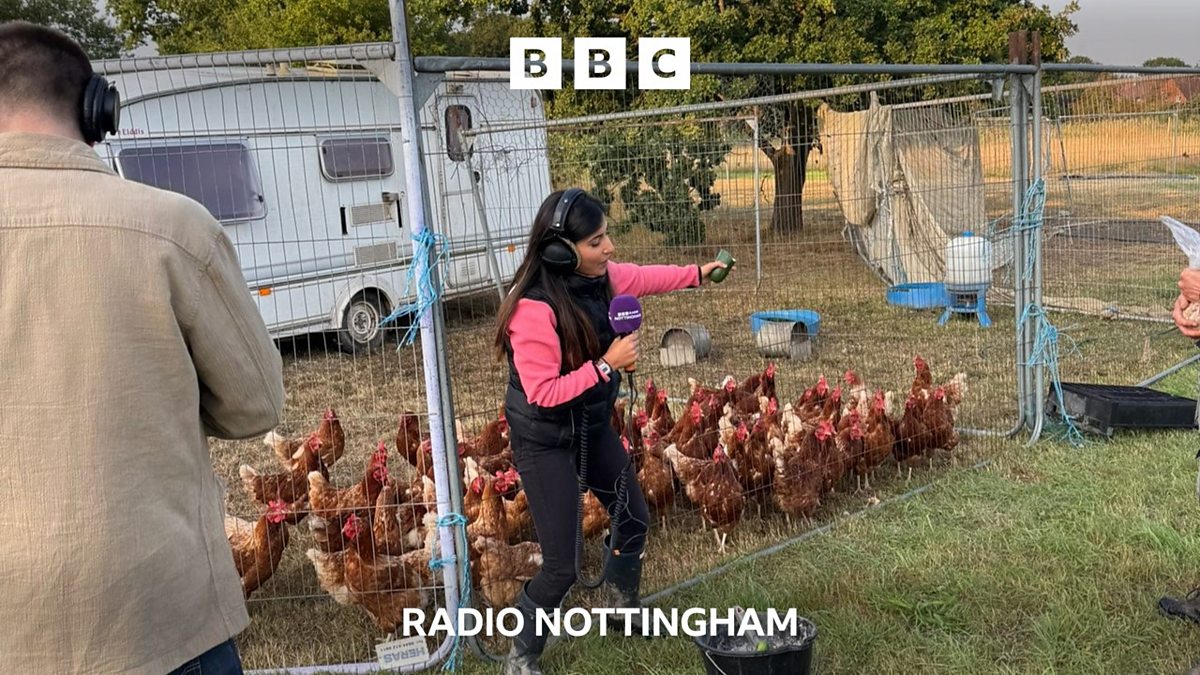 BBC Local Radio - Farmwatch, Nottingham, The Notts chickens who live in ...