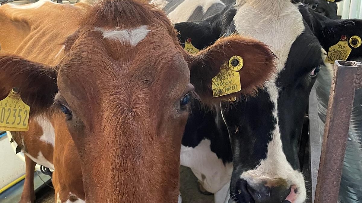 BBC Radio Cornwall - James Churchfield, Out and about for Farmwatch (07 ...