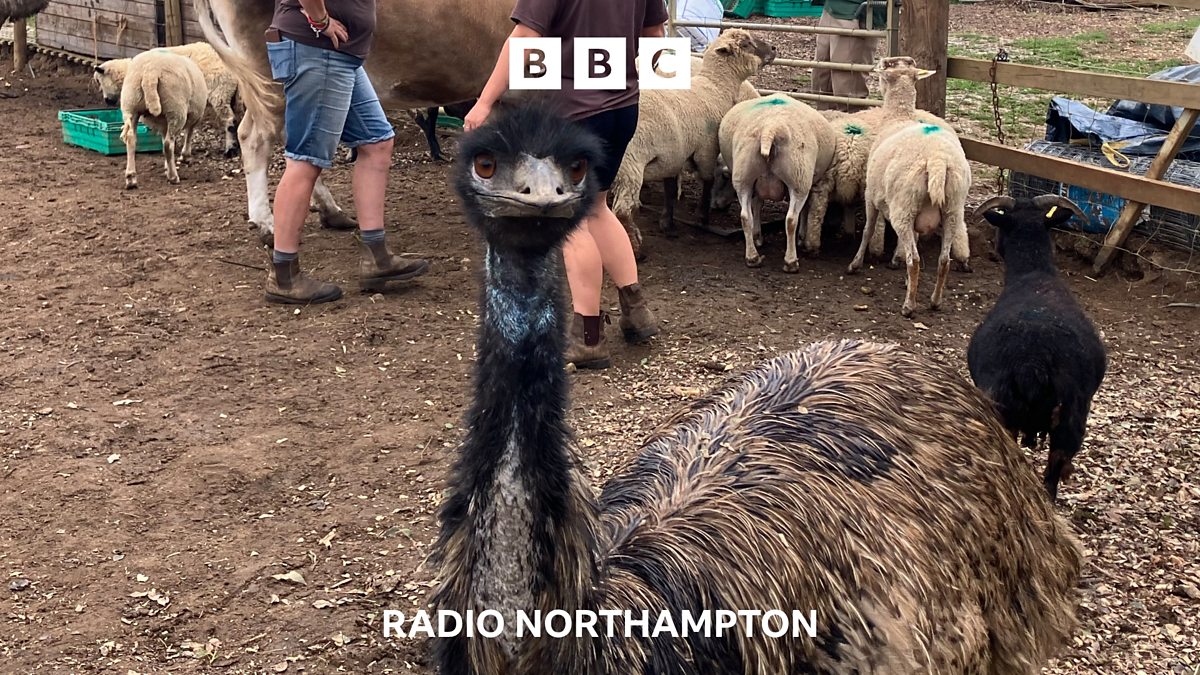 BBC Local Radio - Farmwatch, Northampton, Therapy on the farm: ‘The ...