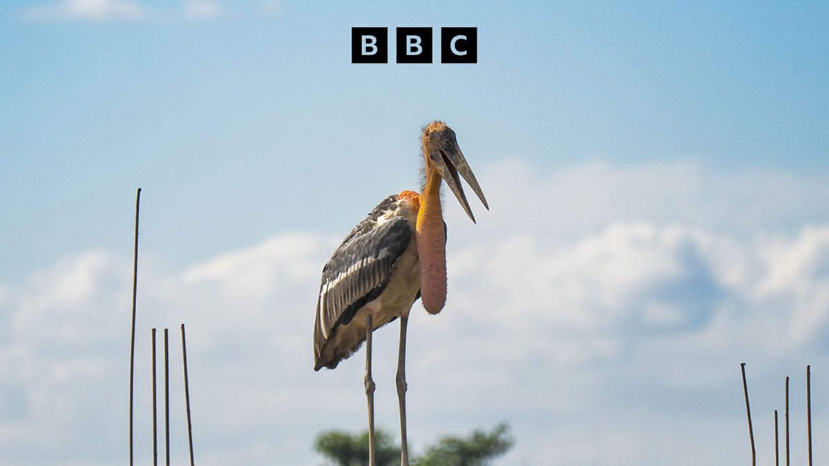 BBC World Service - Happy News, The Happy Pod: How baby showers saved a ...