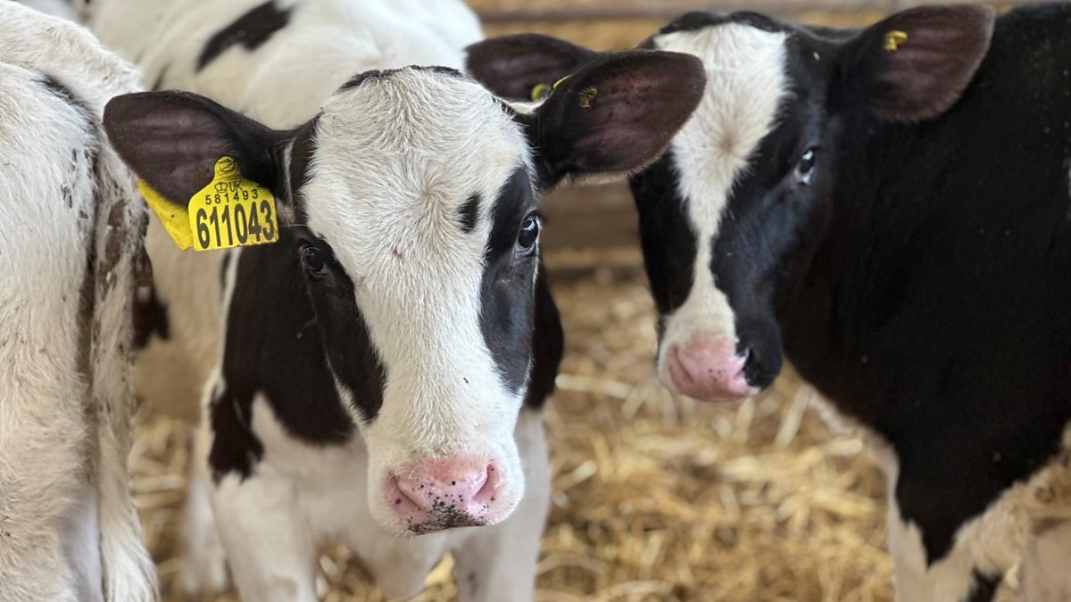 BBC World Service - Business Daily, Denmark's "burp tax"