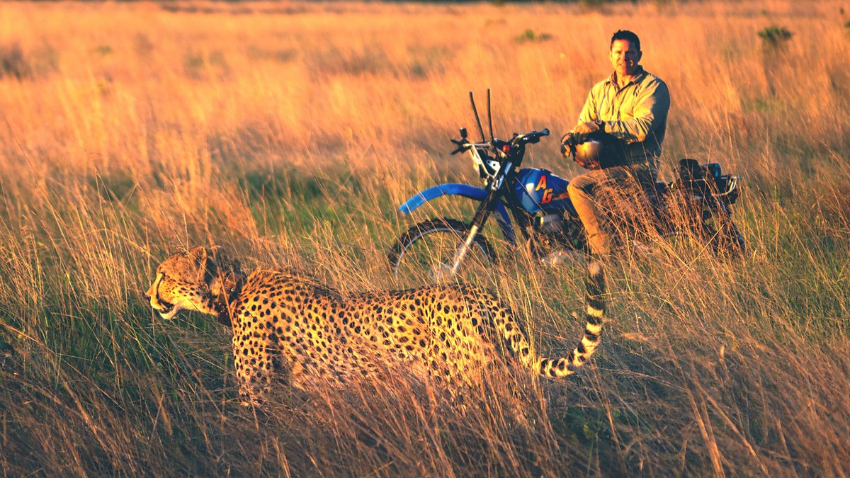 Deadly 60 - Series 6: 1. Cheetah Special - BBC iPlayer