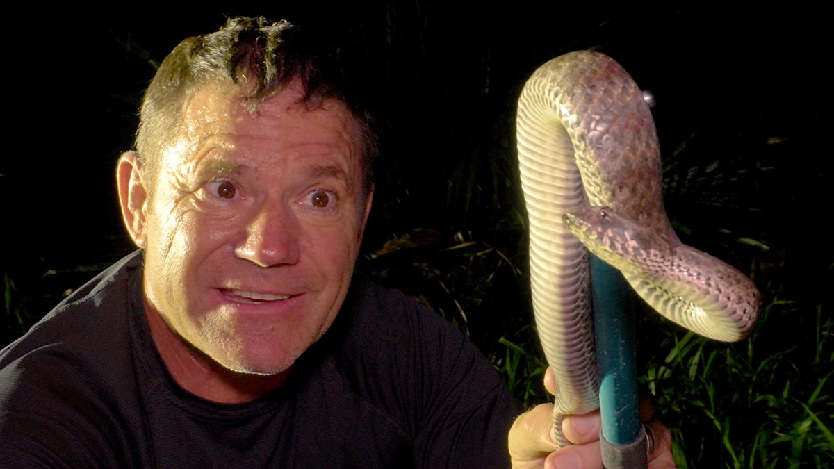 Deadly 60 - Series 6: 5. Dragons and Death Adders - BBC iPlayer