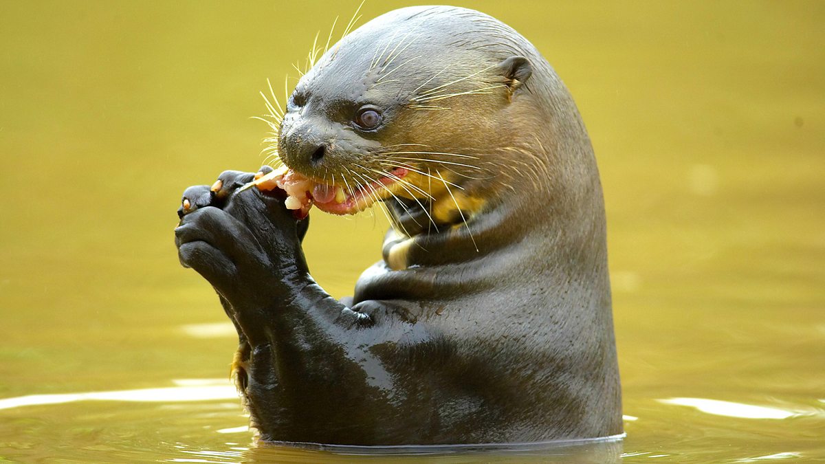 Deadly 60 - Series 6: 9. Otter Hide and Seek - Signed - BBC iPlayer