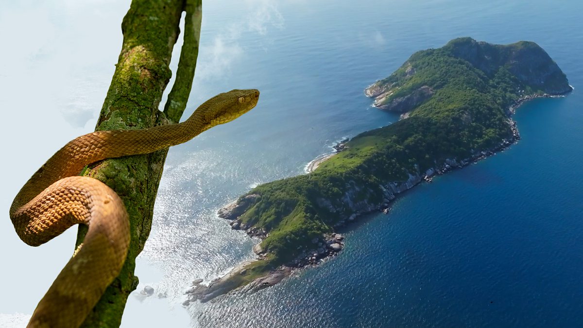 Deadly 60 - Series 6: 10. Snake Island - BBC iPlayer