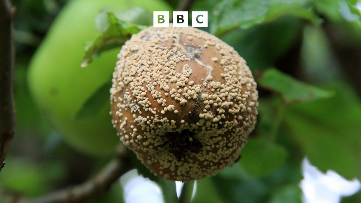 BBC Radio Humberside - The Gardening Hour, Apple rot, repotting roses ...