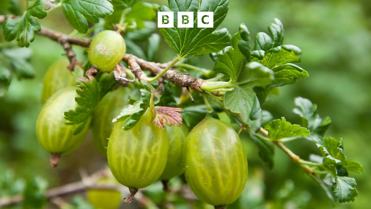 BBC Radio Humberside - The Gardening Hour, Growing gooseberry bushes ...