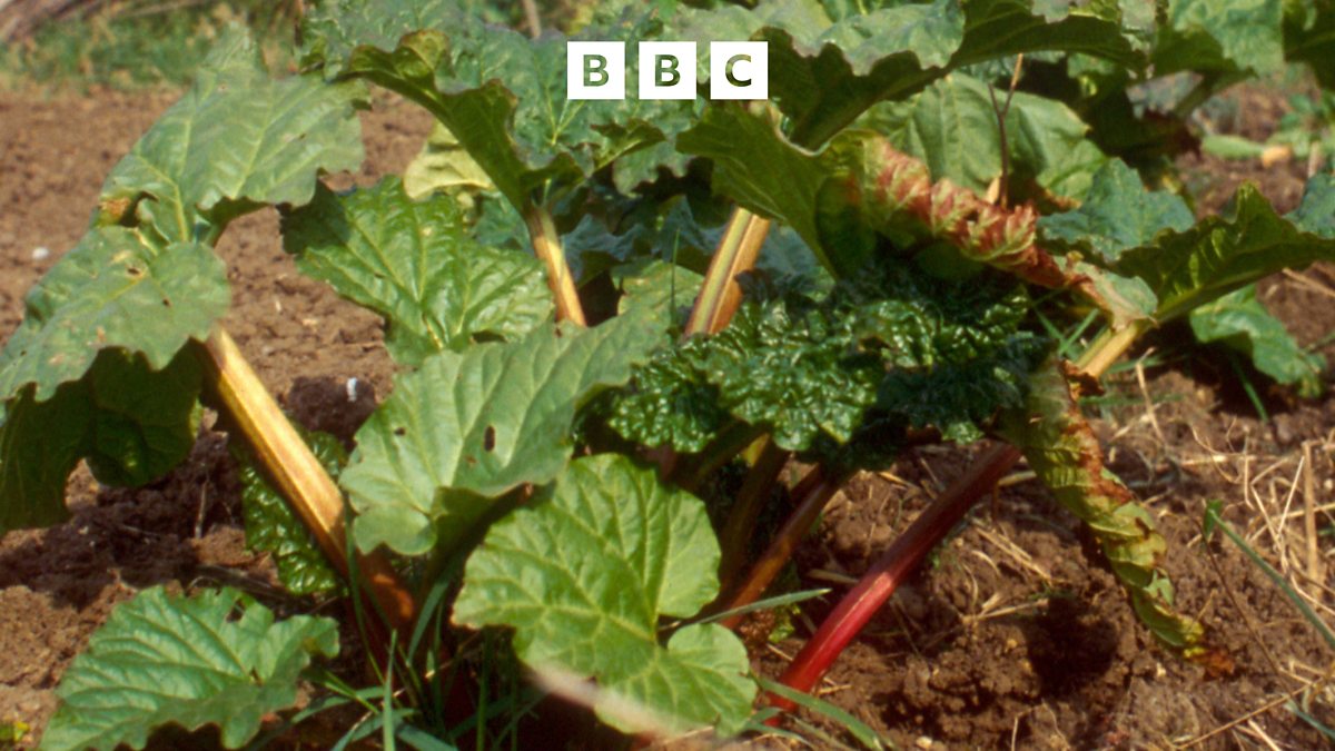 BBC Radio Humberside - The Gardening Hour, Summer lawn care & rhubarb ...