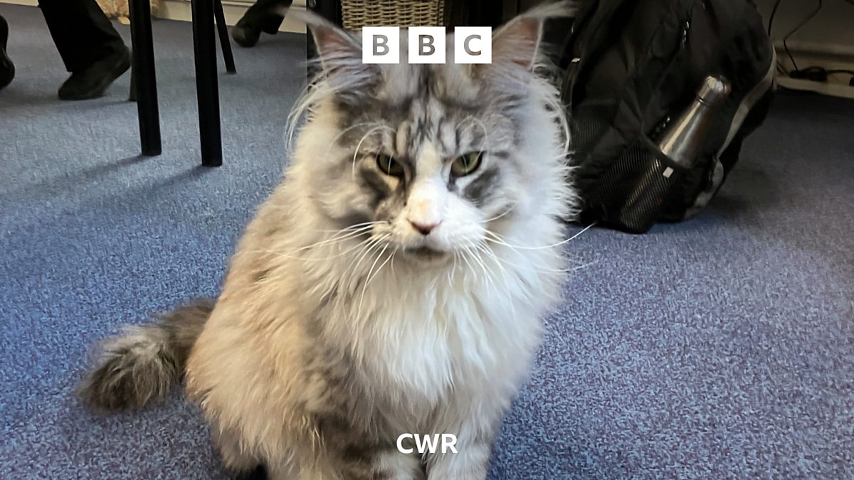 BBC CWR - BBC CWR, Aloysius the Atherstone therapy cat