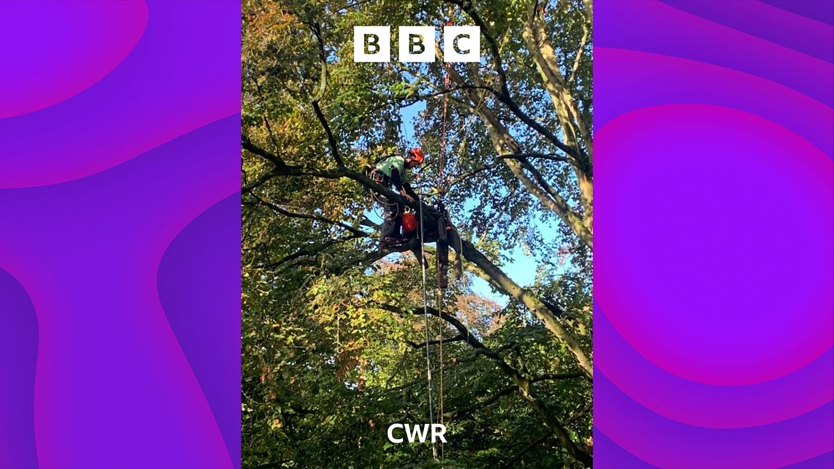 BBC CWR - BBC CWR, UK Tree Climbing Competition in Coventry's War ...