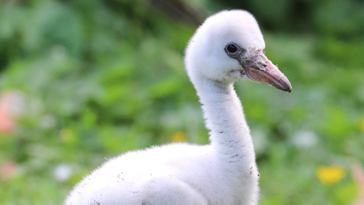 BBC Radio Cornwall - James Dundon, 13/09/2025, Frankie The Flamingo ...