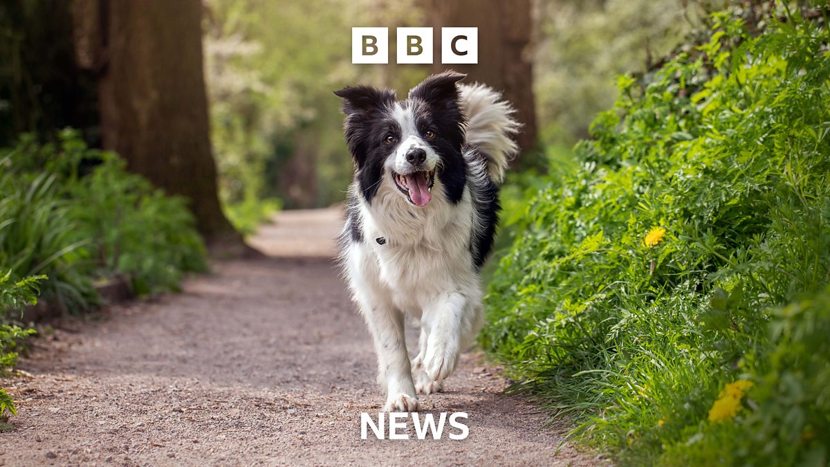 BBC One - Morning Live, How to avoid falling for pet scams