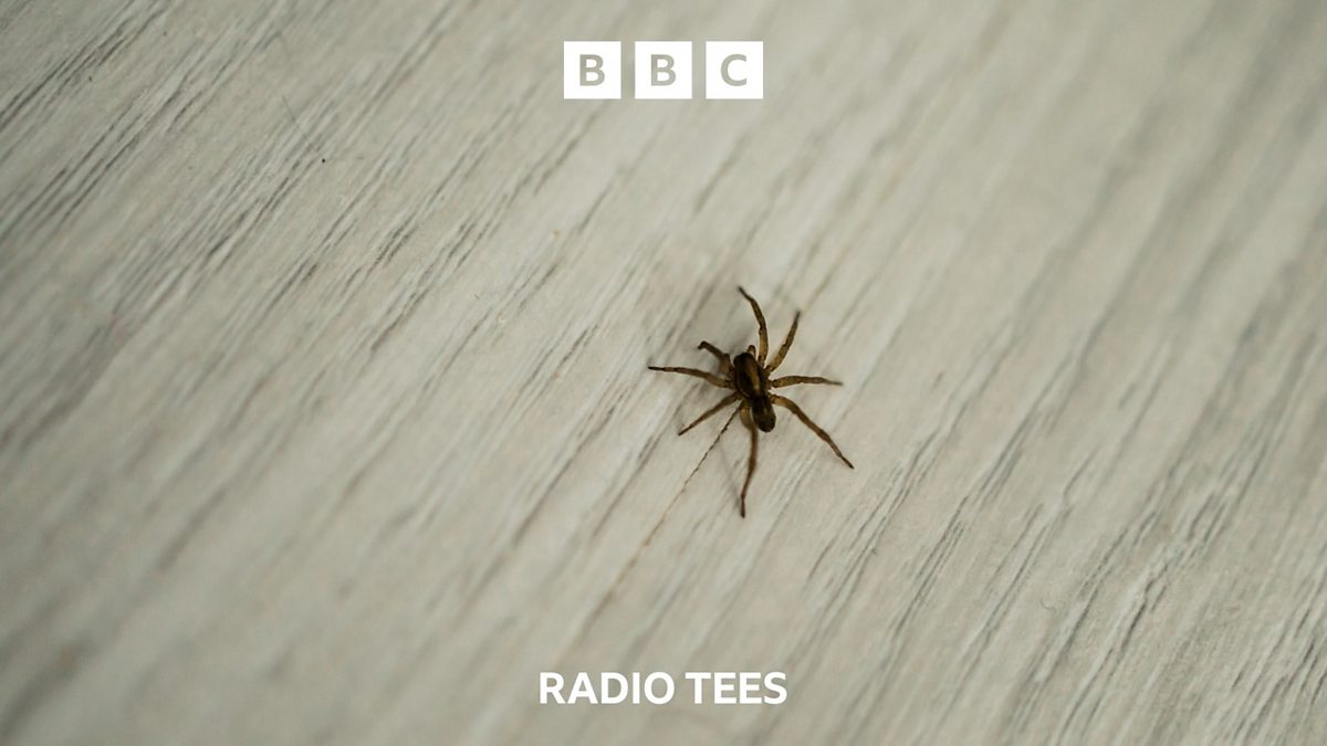 BBC Radio Tees - BBC Radio Tees, 'Spiders are a human's best friend'