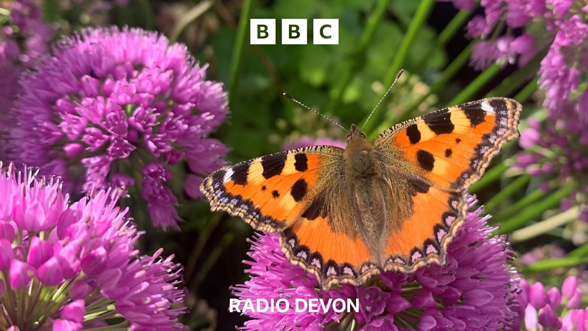 BBC Radio Devon - BBC Radio Devon, Devons butterfly count: Numbers up ...
