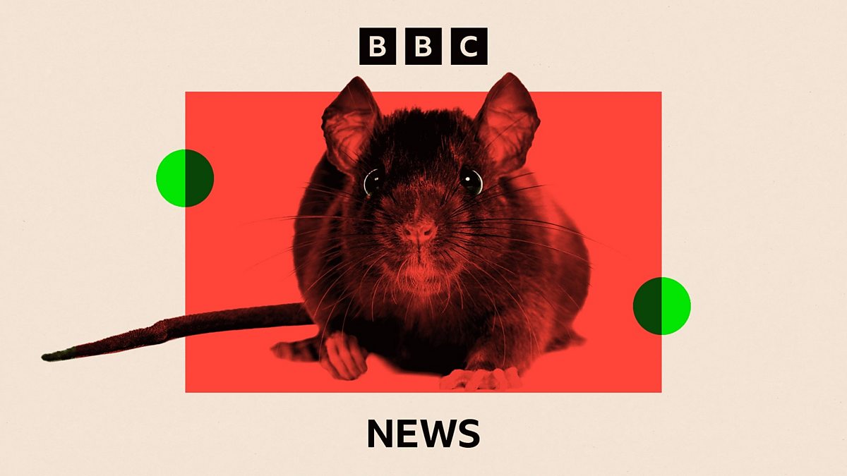BBC News - Reporter Reads, Ratmageddon: The real reason rat populations ...