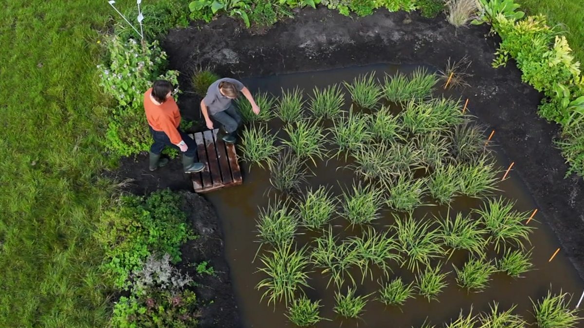 BBC News - Rice Grown in the UK for the First Time