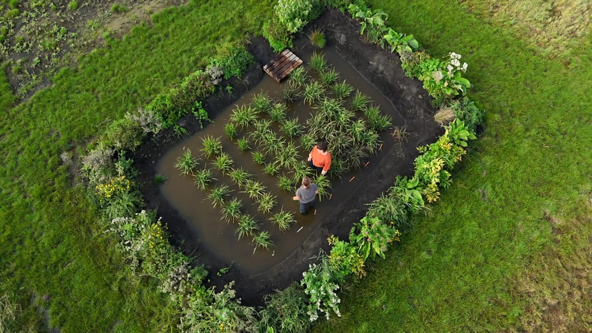BBC News - Rice Grown In The UK For The First Time