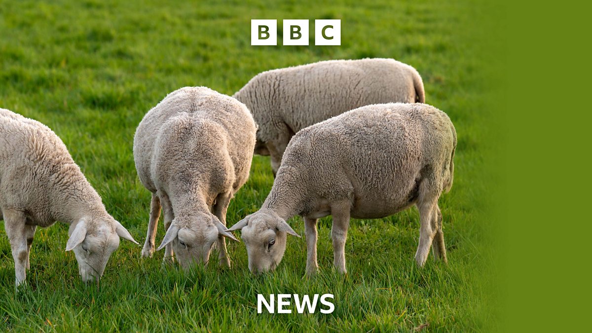 BBC Radio Wales - Radio Wales Drive, Dozens of sheep dead after eating ...