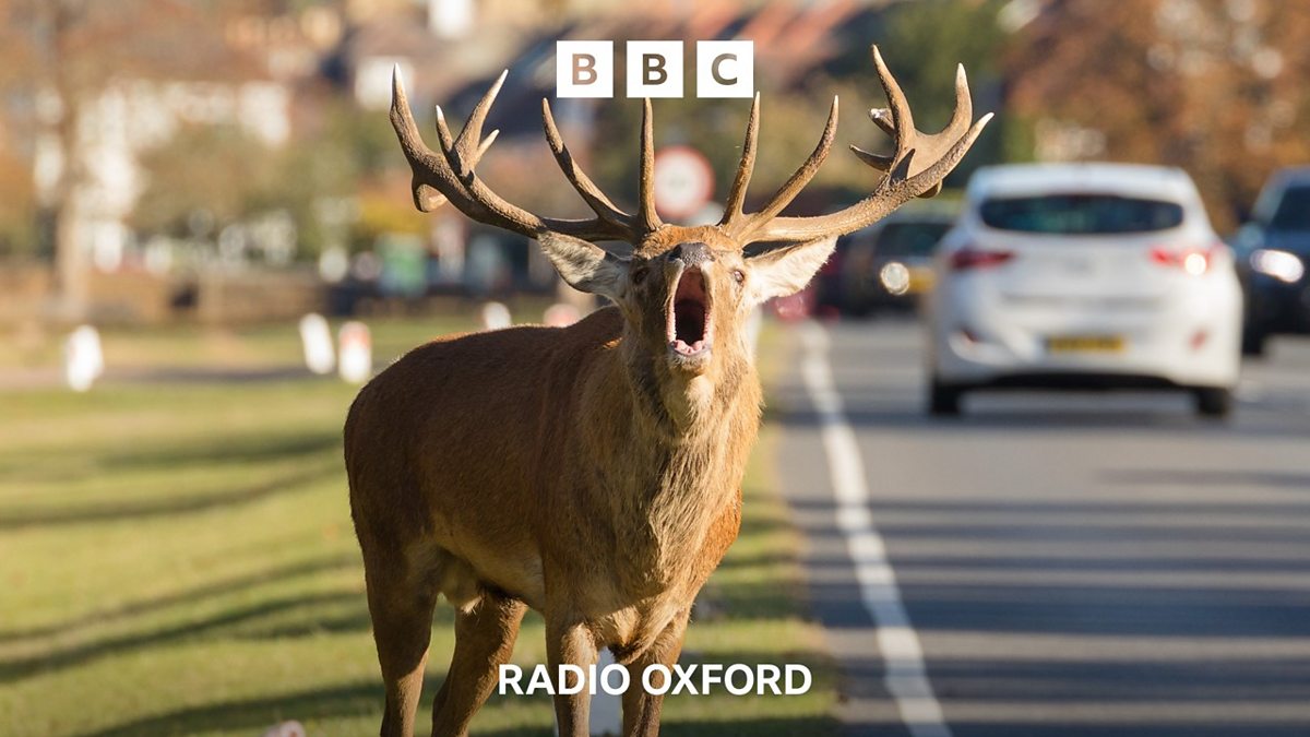 BBC Radio Oxford - BBC Radio Oxford, Avoiding deer strikes in rutting ...
