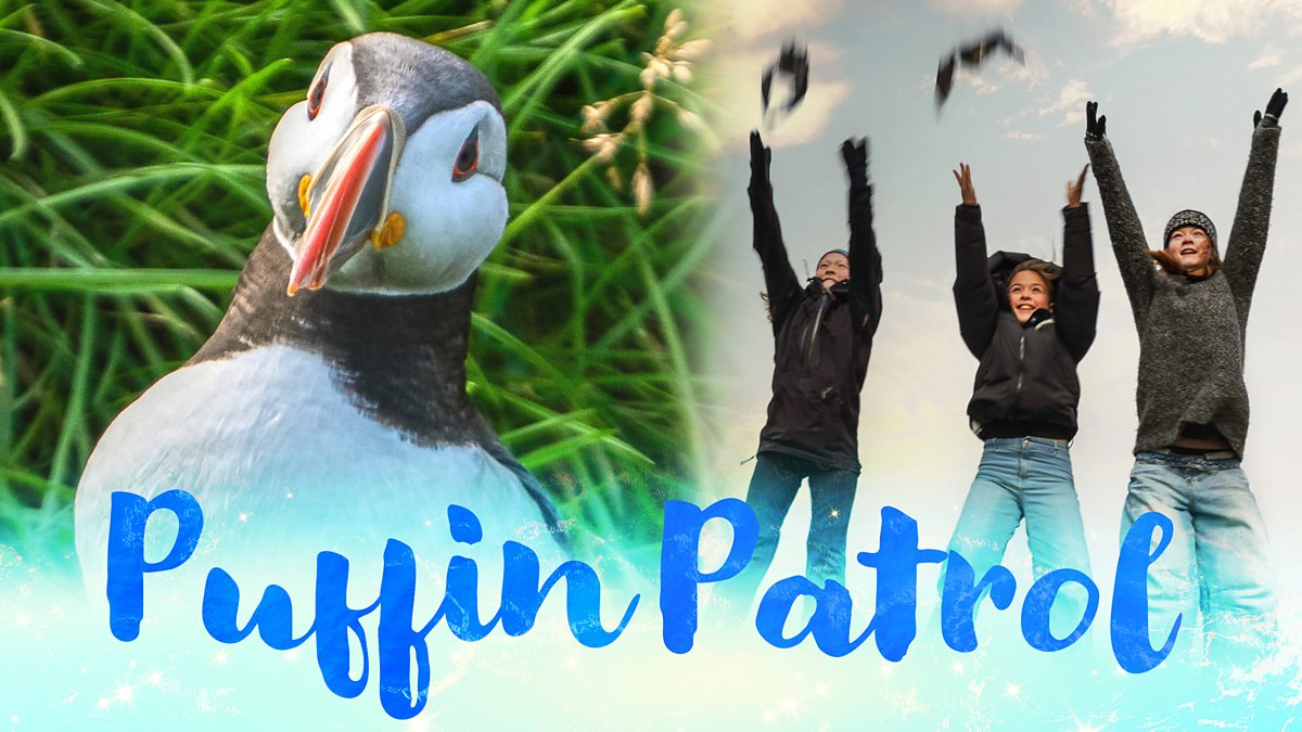 My Life - Puffin Patrol - BBC iPlayer