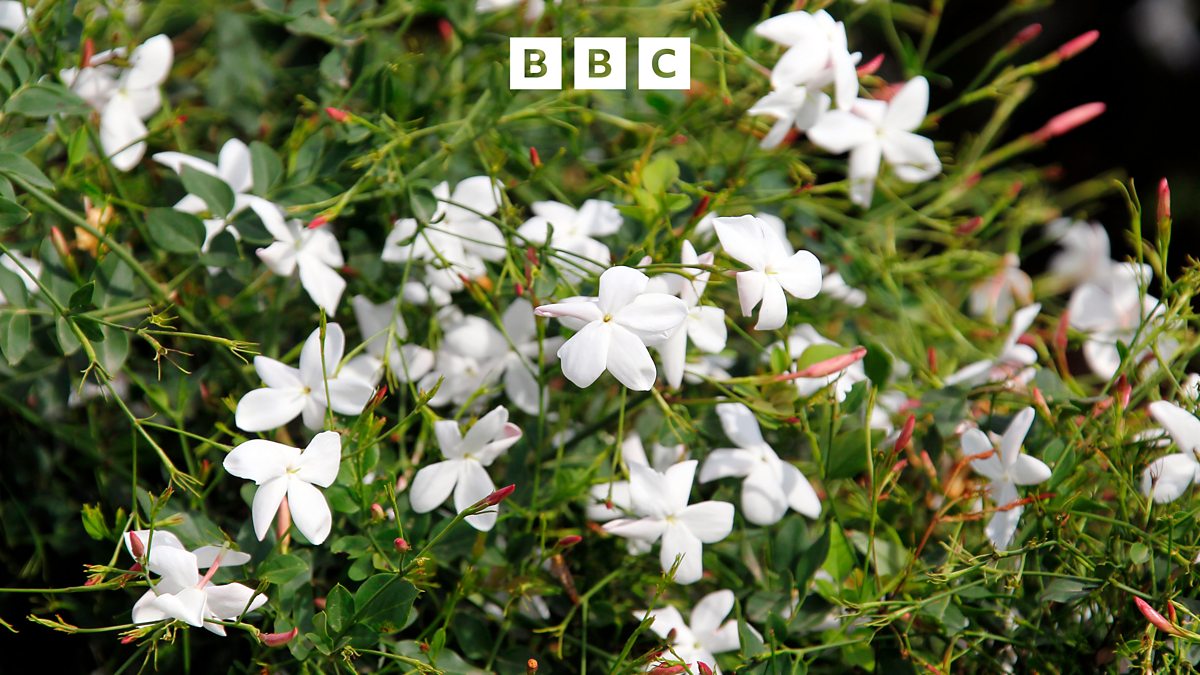 BBC Radio Humberside - The Gardening Hour, Autumn garden tips: pots ...