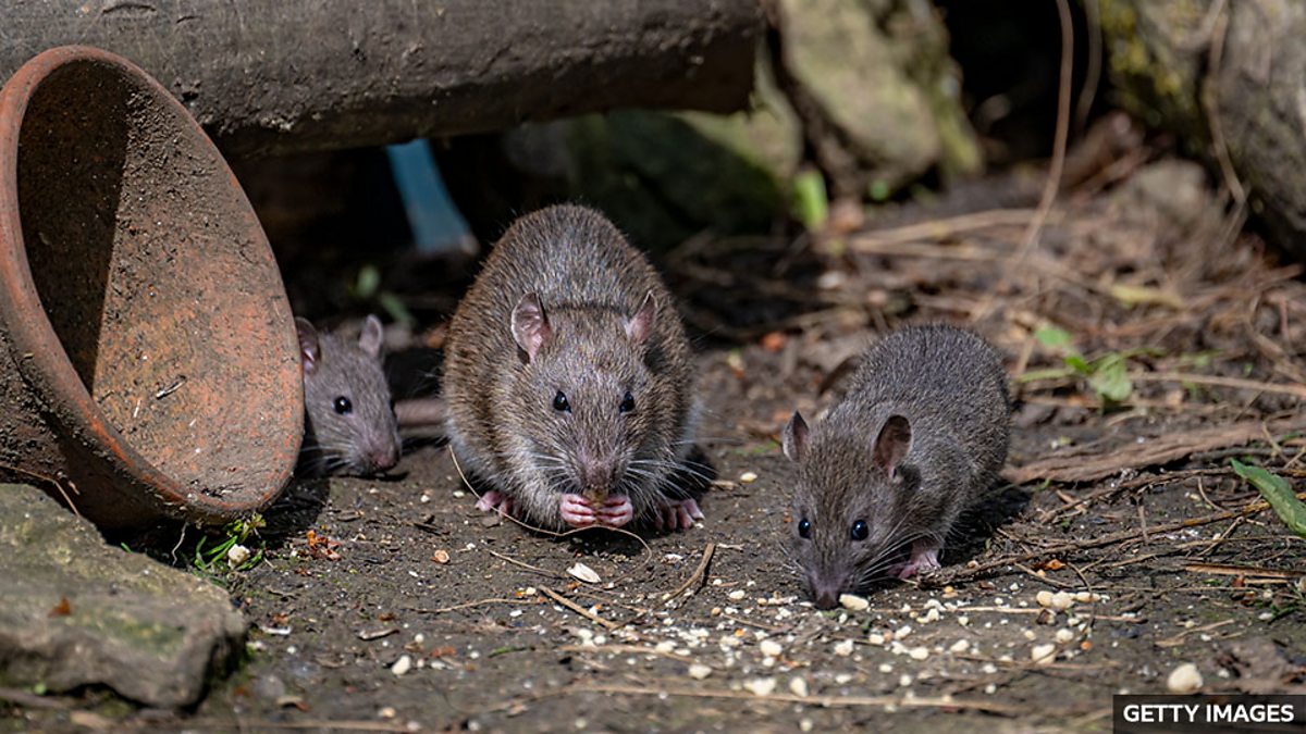 BBC - BBC Learning English, BBC Media English “媒体英语”：Rat populations ...