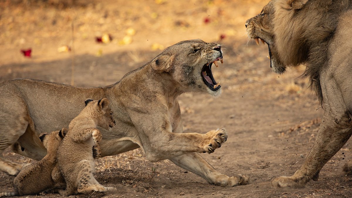 BBC One - Kingdom - Large carnivore dynamics