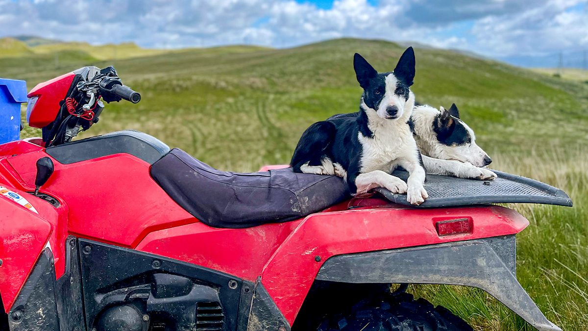 Farm 999 - Series 1: 13. Police Target Badger Crime and Quad Bike Mayhem - BBC iPlayer