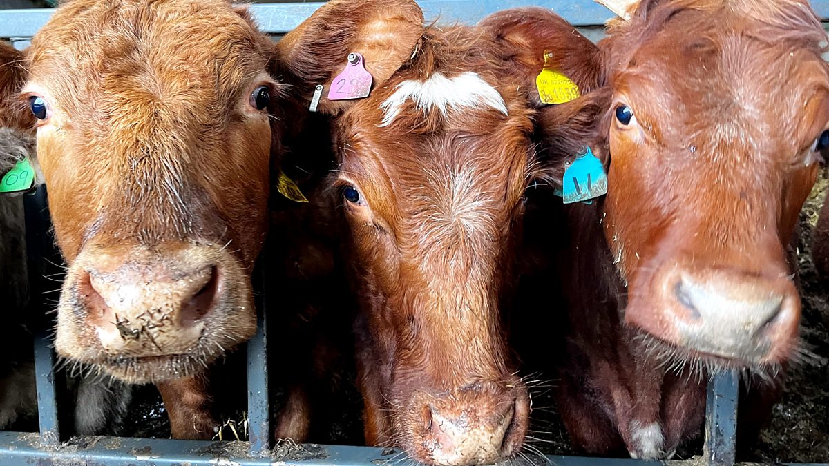 Farm 999 - Series 1: 14. RAF Saves Trapped Cow and Police Catch Poaching Suspect - BBC iPlayer