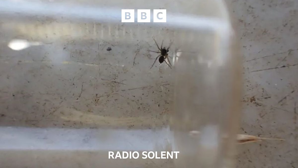 BBC Radio Solent - BBC Radio Solent, 'Lost' spider species rediscovered ...