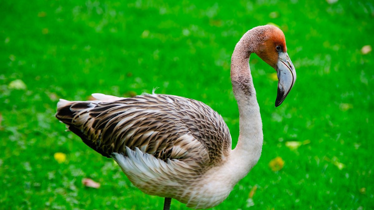 BBC News - Staff 'Very Worried' as Flamingo Search Continues