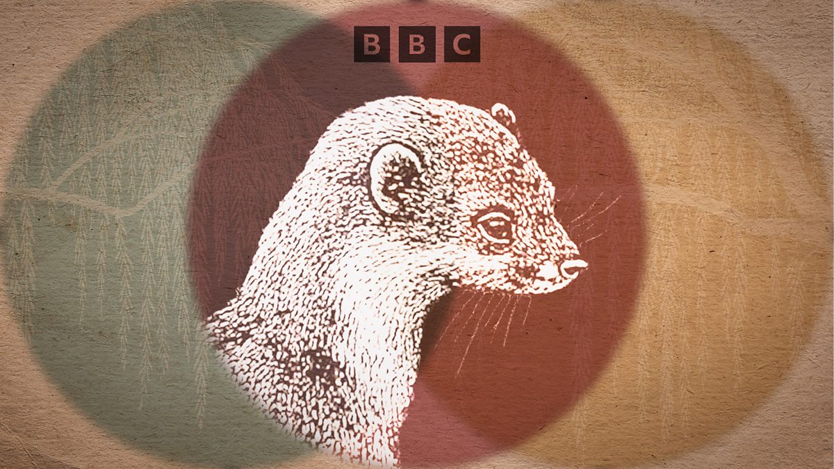 BBC Radio 4 - Drama on 4, The Wind in the Willows: A Weasel’s Tale