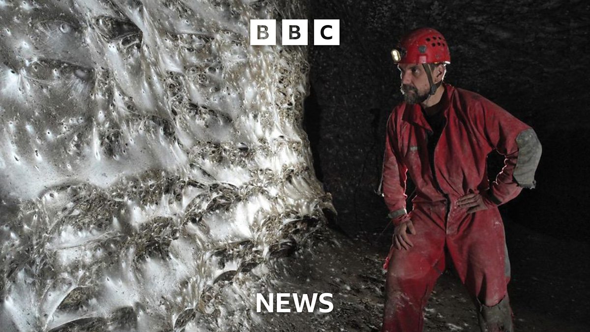 BBC World Service - Newshour, World's biggest spider's web discovered ...