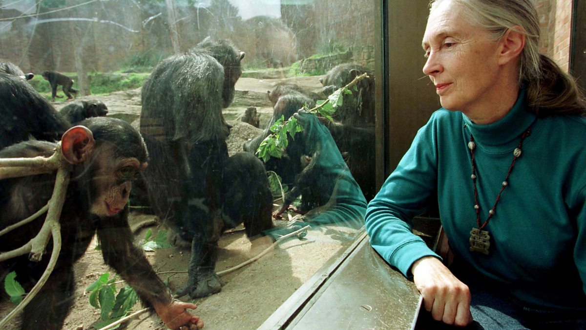 Jane Goodalls Memorial Service - BBC iPlayer