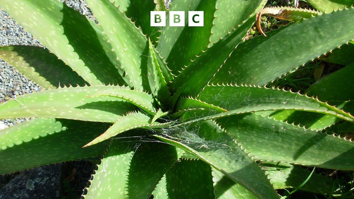 BBC Radio Humberside - The Gardening Hour, Moving plants, tree care ...