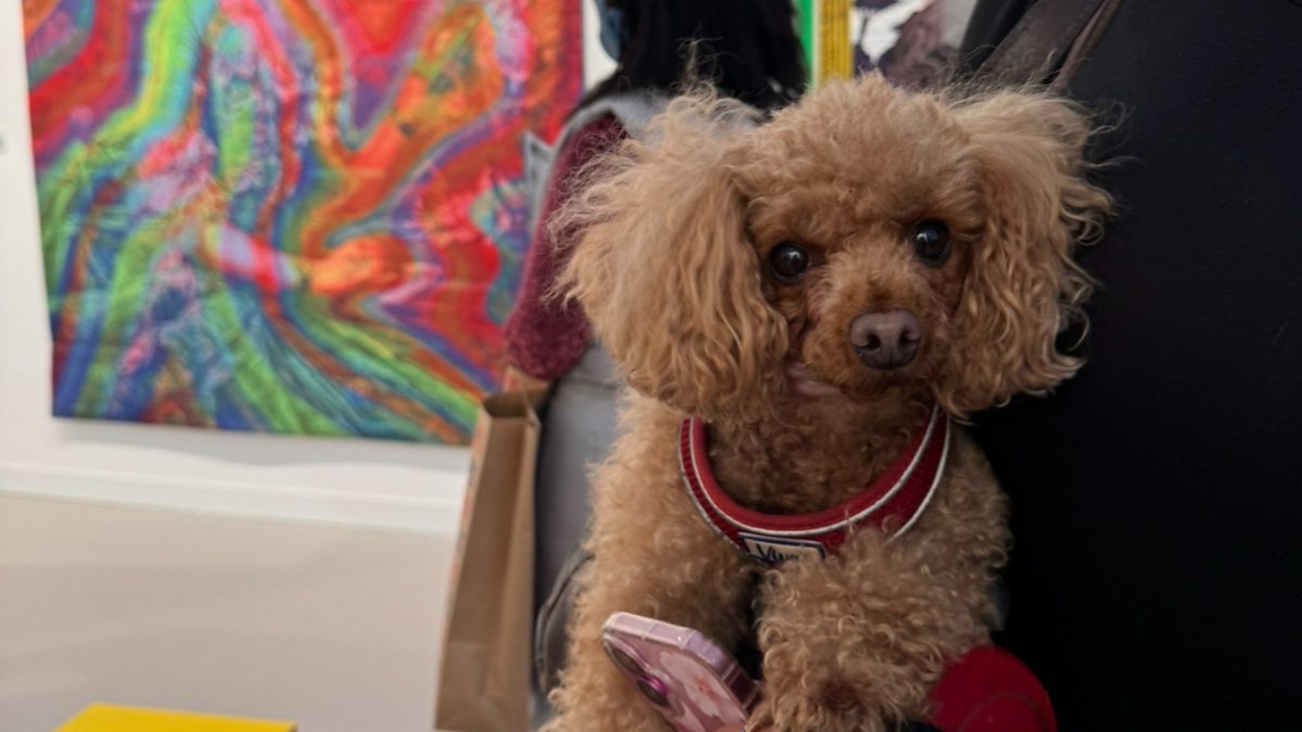 BBC News - Dogs’ Evolution Can Be Traced Back to the Stone Age