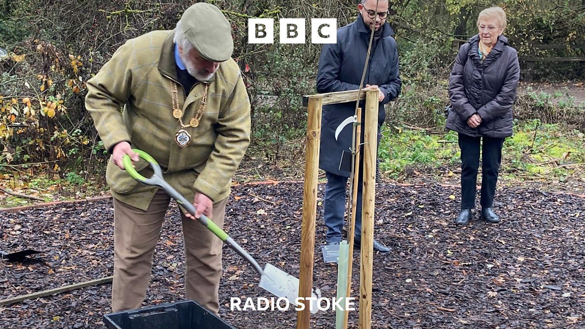 BBC Radio Stoke - BBC Radio Stoke, The sycamore sapling bringing hope ...