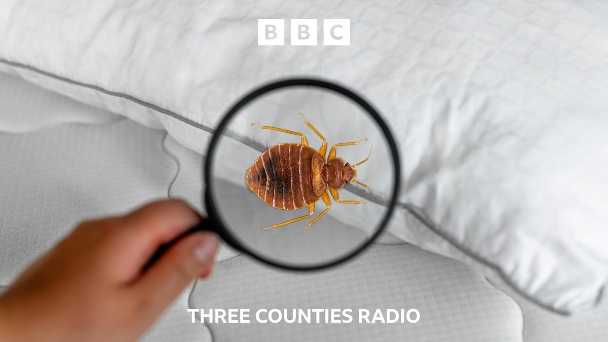 BBC Three Counties Radio - BBC Three Counties Radio, Bed bugs cancel ...