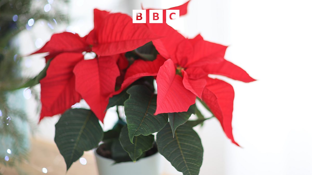 BBC Radio Humberside - The Gardening Hour, How to care for festive ...