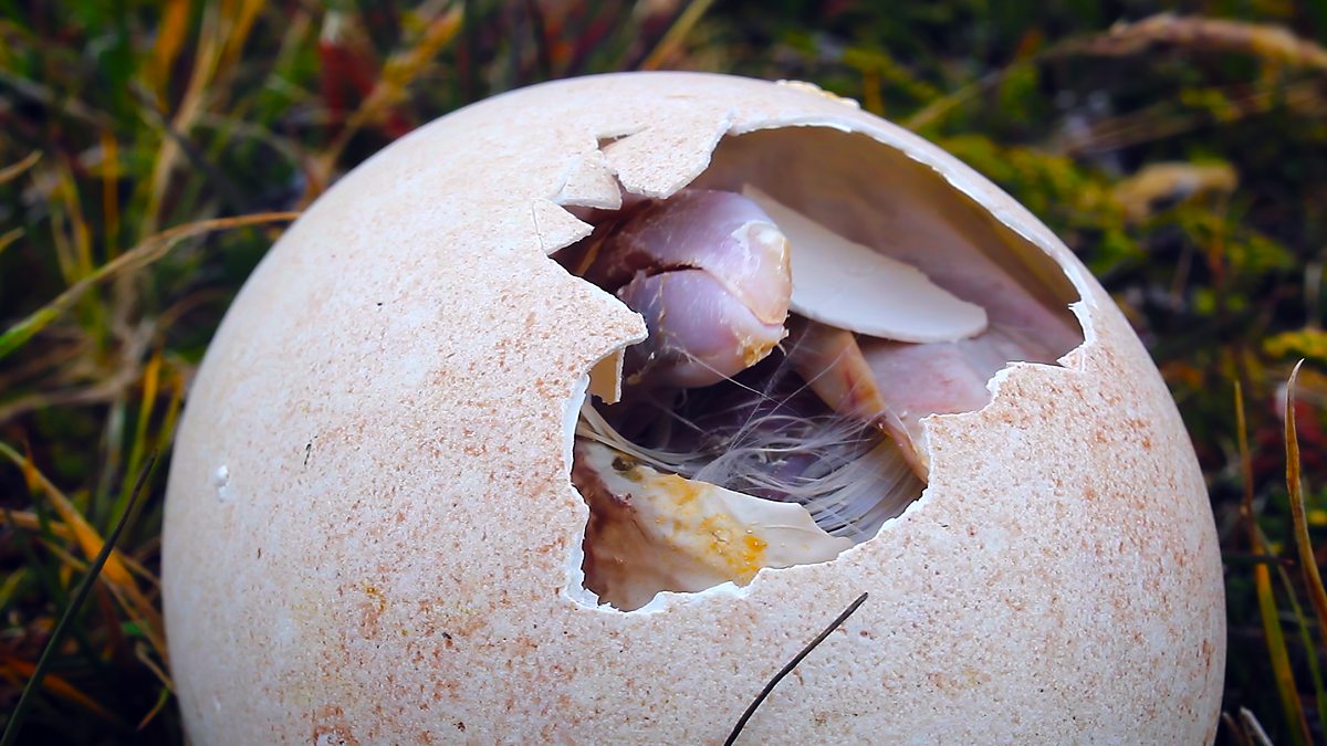 BBC ALBA - Eòin Dino/Dino Birds, Series 1 - Episode guide